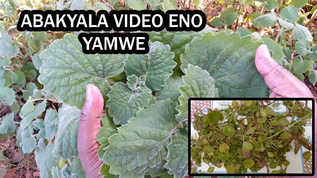 Teka Ebugumo mu Mana Eddagala Lirino - YouTube