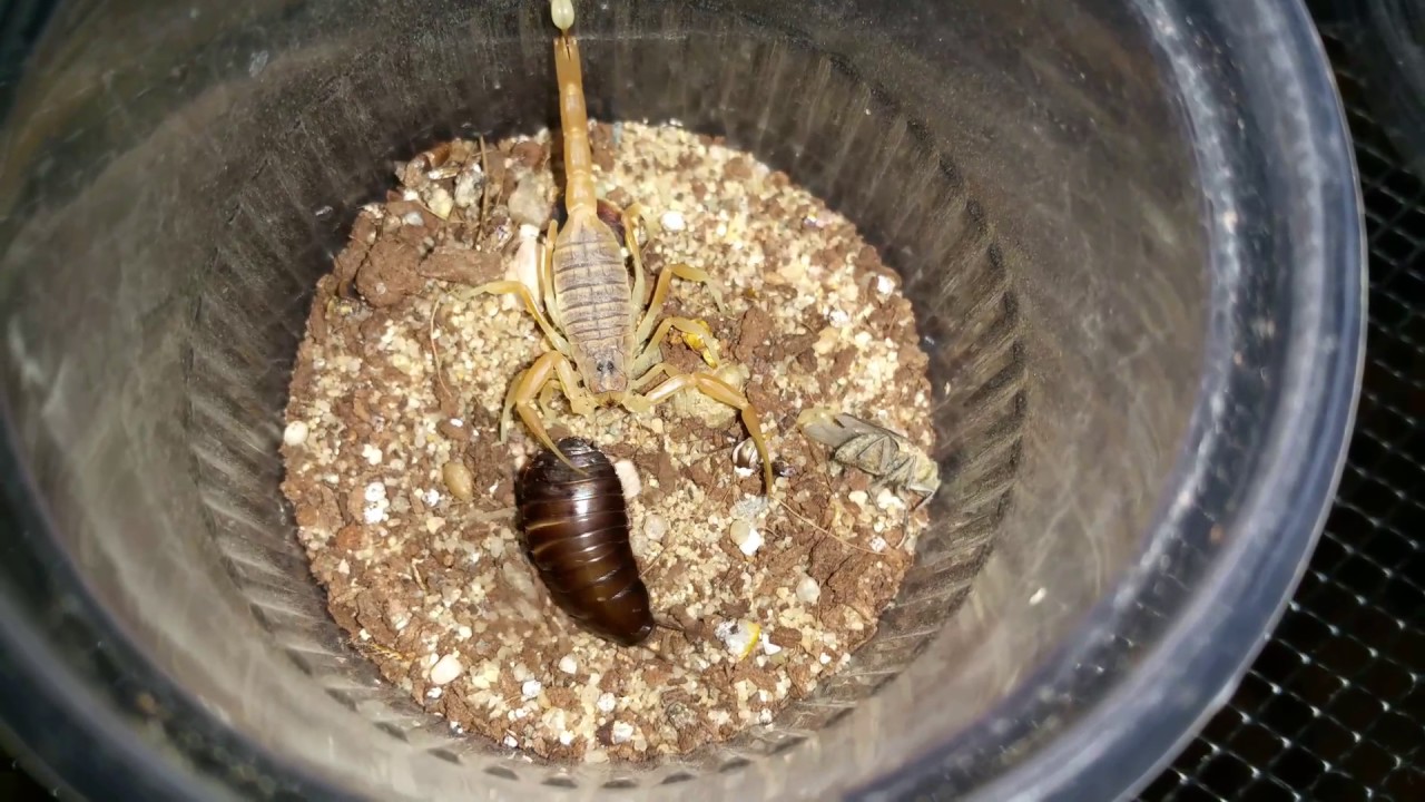 Deathstalker scorpion stings cockroach - YouTube
