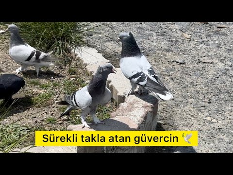 SIK TAKLADAKİ GÜVERCİN NASIL UÇURULUR ? Taklacı güvercin Oyunkuşu