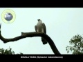 Águila Viuda (Spizastur melanoleucus) en Misiones