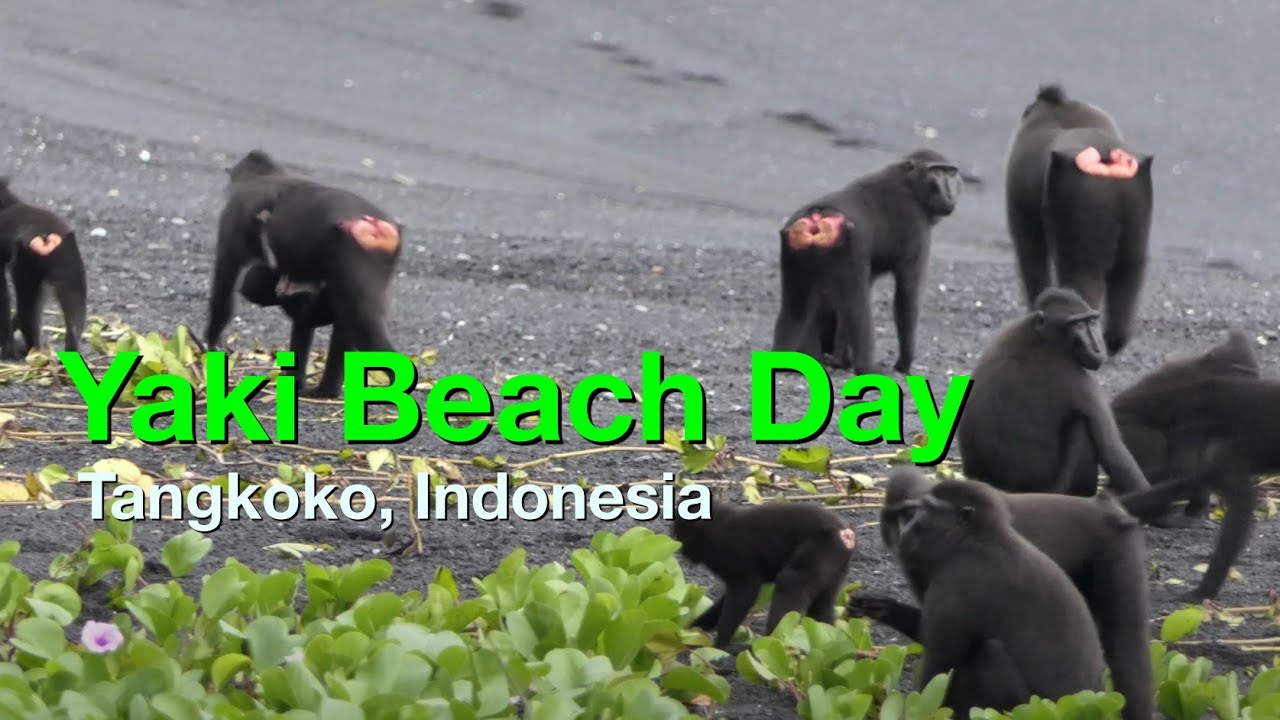 Beach Day for Yaki -- The Black monkey from Sulawesi, Indonesia - YouTube