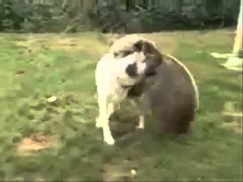 ayı ile köpek arkadaş olmuş