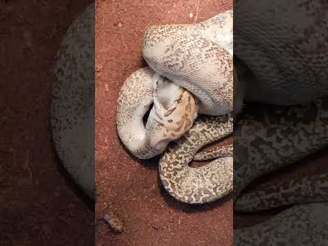 first rat eaten by granite Burmese python - YouTube