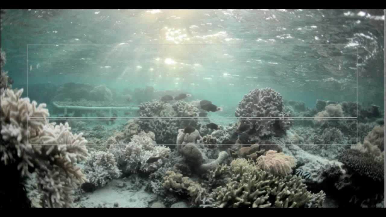 Shape-shifting sailing robot to sense and clean the ocean: Cesar Harada ...