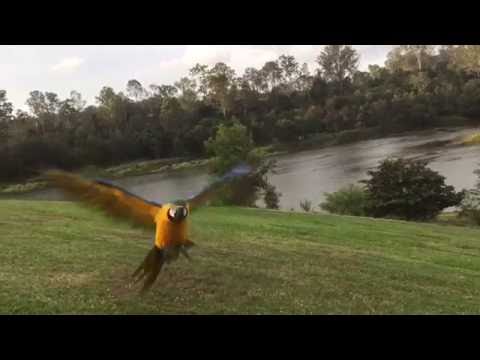 Macaw free flying