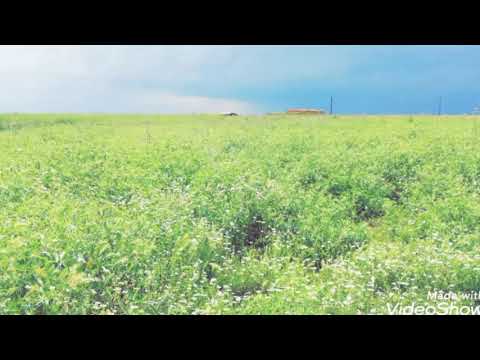 اغنيه تركيه محبوبه جدا بانا براك 2019