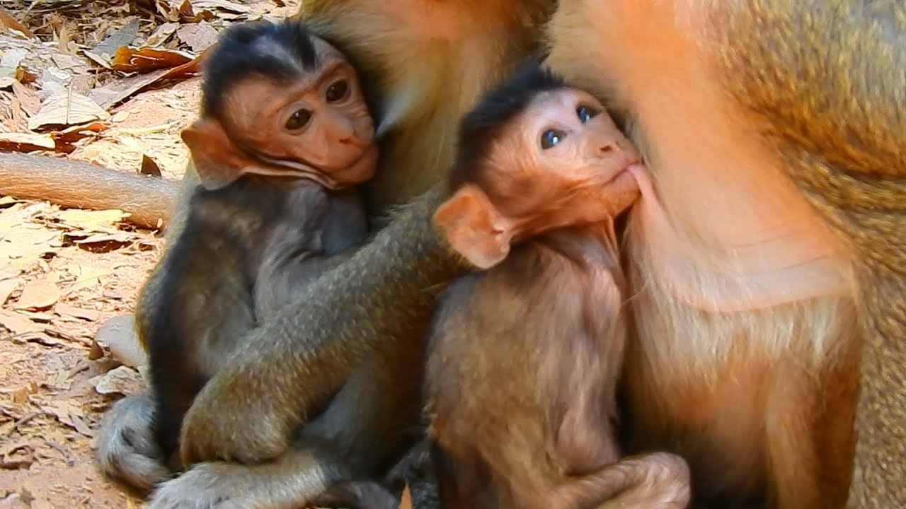 Little baby monkey in Amari happy food from tourist - YouTube