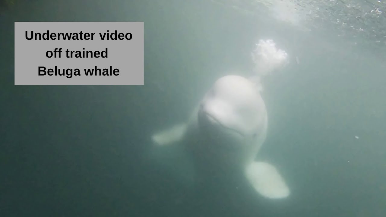 Hvaldimir underwater video - YouTube