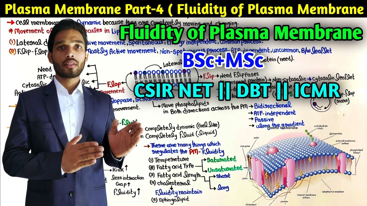 Fluidity in Plasma Membrane || Plasma Membrane Part-4 || BSc || MSc ...