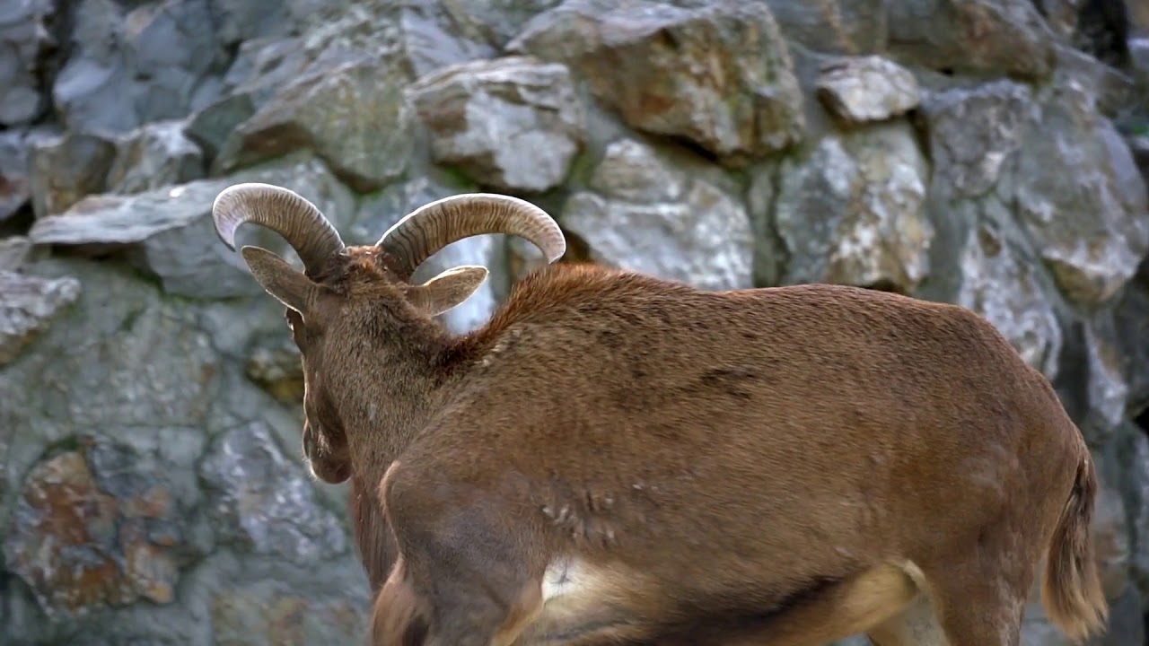 west caucasian tur goat at farm - YouTube