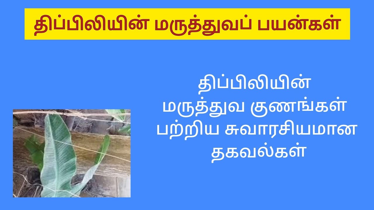 திப்பிலியின் மருத்துவப் பயன்கள் | thippili health benefits in tamil ...