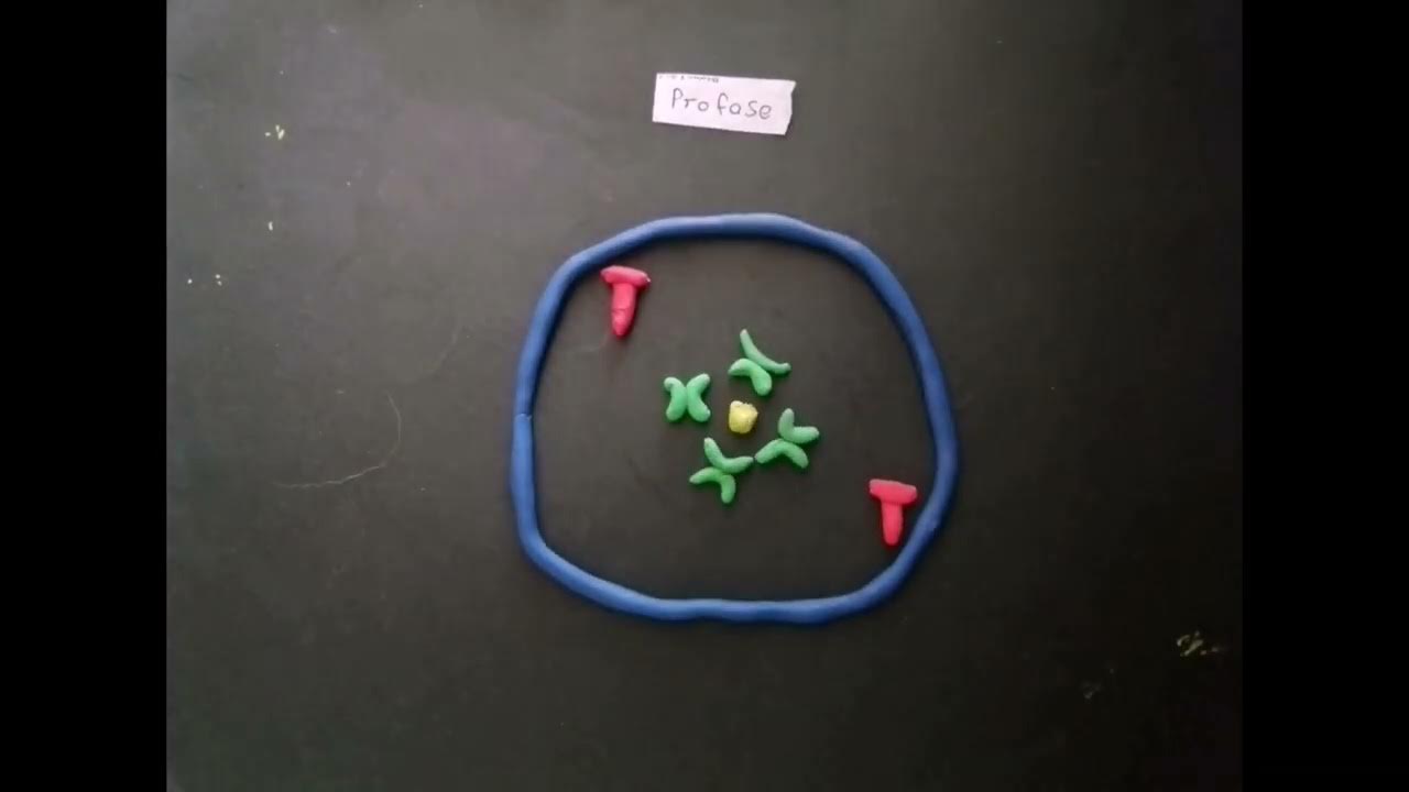 Mitosis stop motion - YouTube