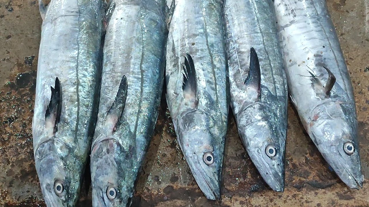 fish rates fish price latest rate update fish market karachi fisheries ...