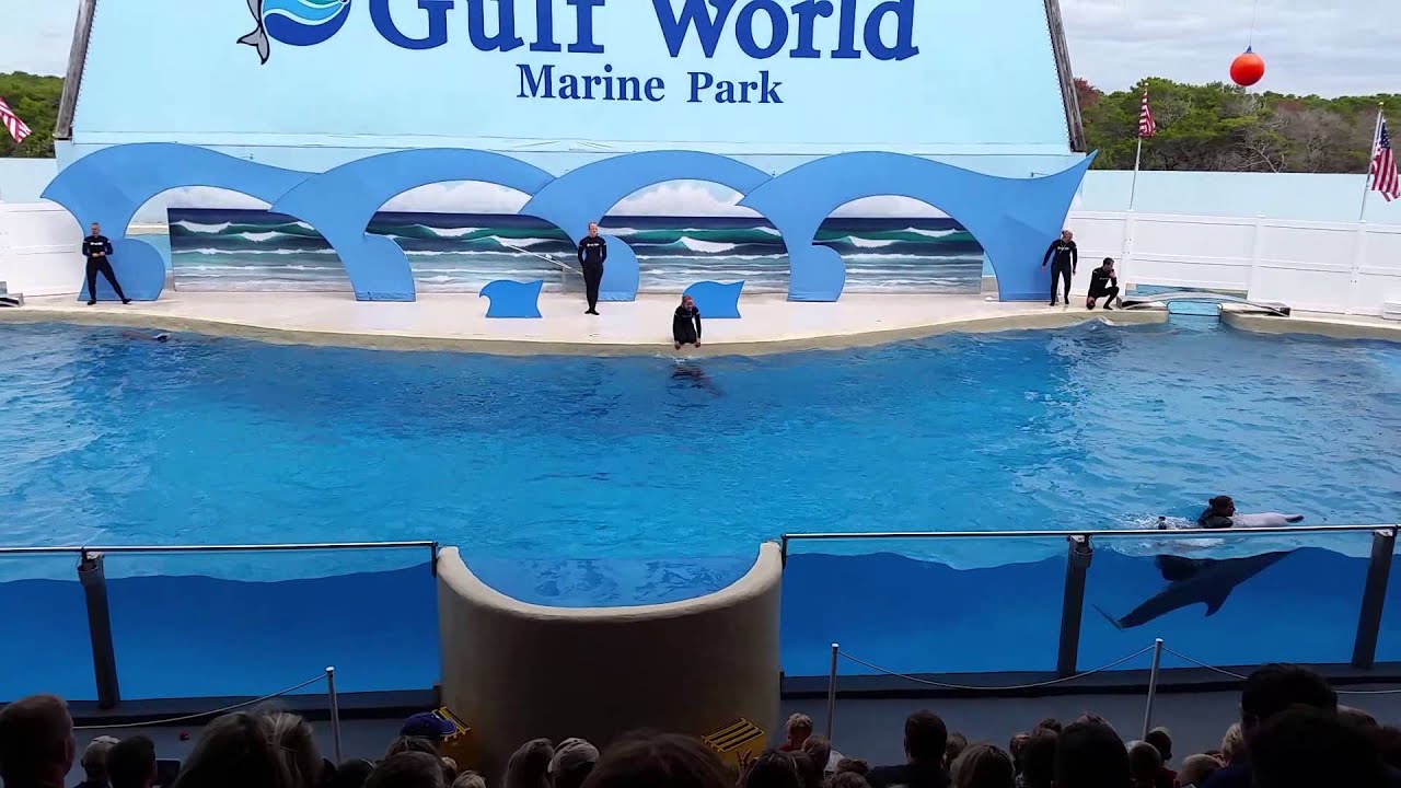 Gulf World - Main Dolphin Show 2 - YouTube