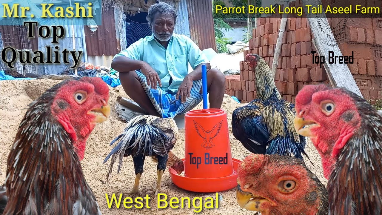 Parrot Aseel Farm || Mr. Kashi Aseel Farmers in India || Top Quality ...