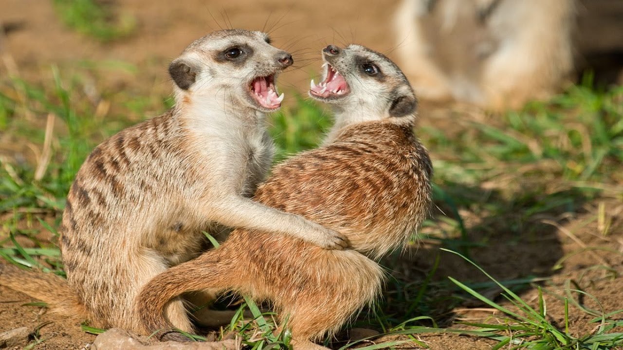 African Amazing Meerkat Animals Attack to Meerkat - YouTube