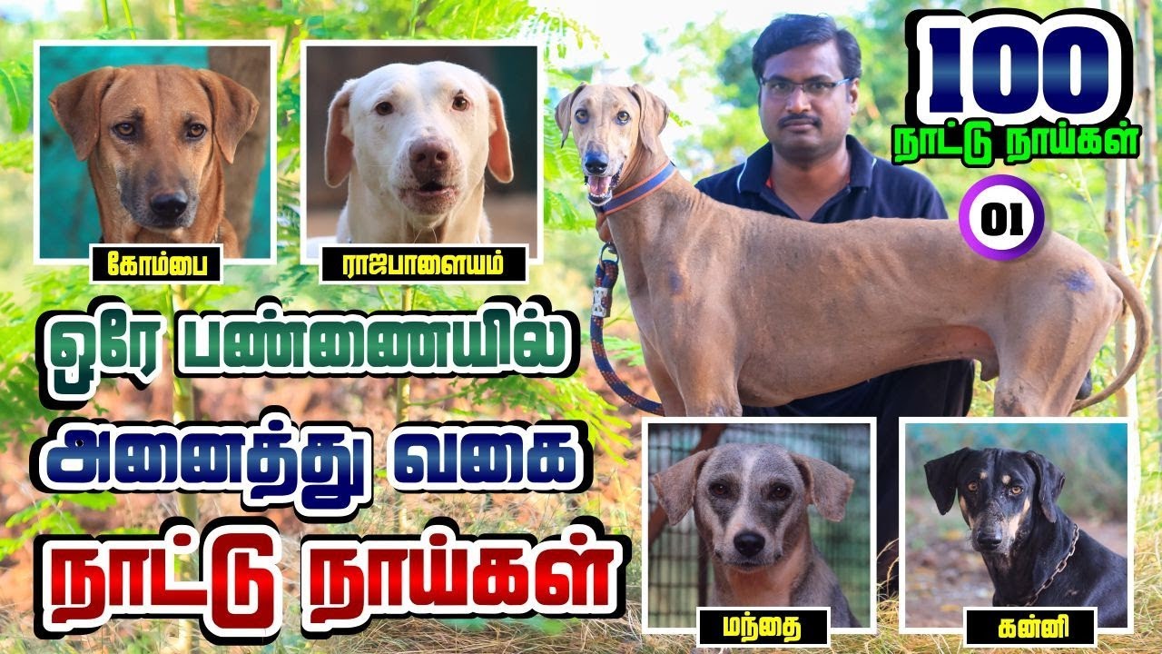 ஒரே பண்ணையில் 100 நாட்டு நாய்கள் | கன்னி | சிப்பிப்பாறை | கோம்பை ...