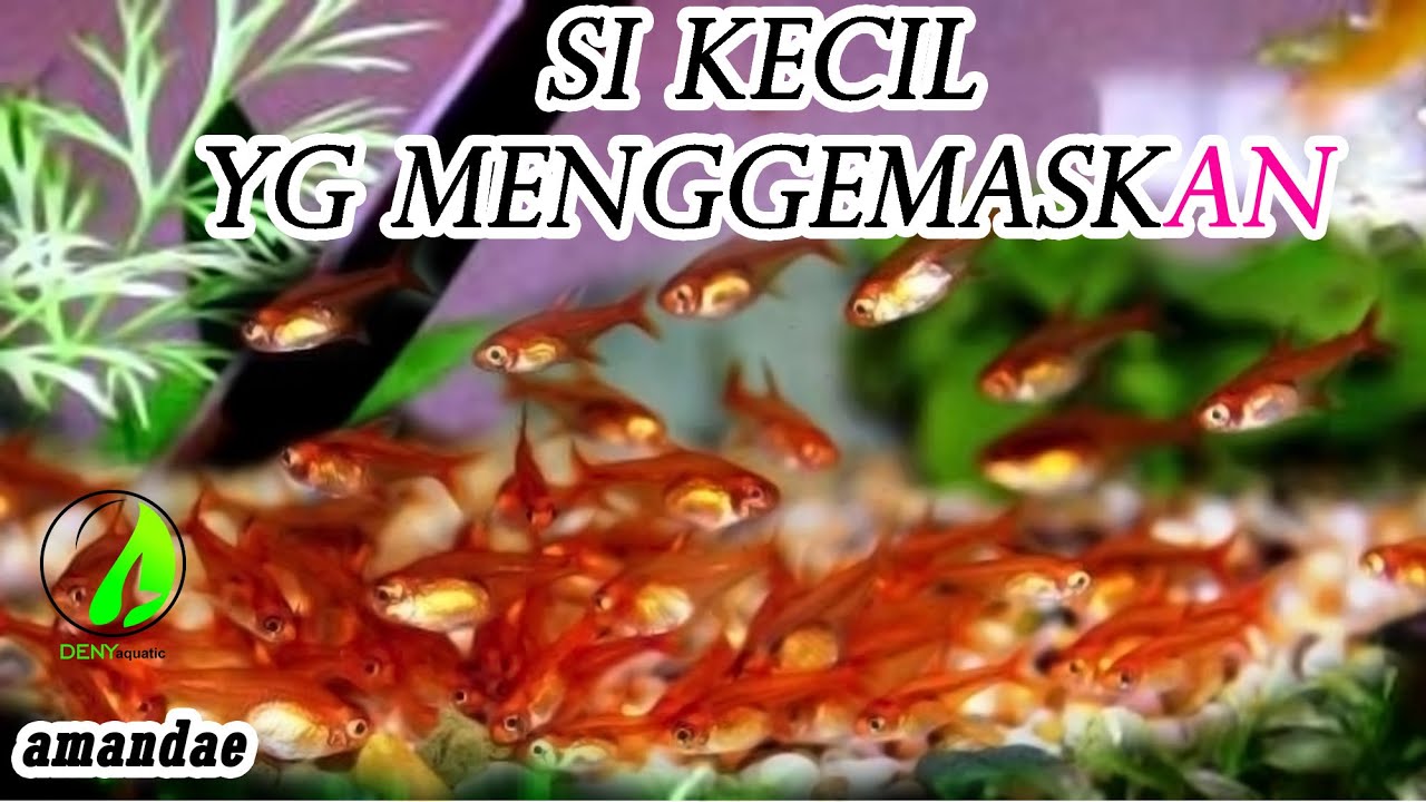 IKAN AMANDAE | MEMBAHAS IKAN AMANDAE | SIIMUT YG MENGGEMASKAN - YouTube