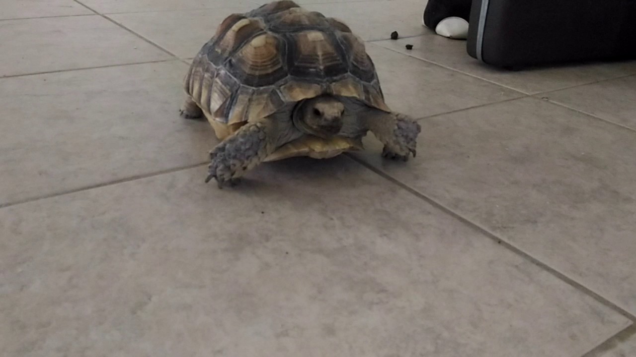 A Crazy Looking Turtle Attacks Me 🐢 At An Abandoned Home In Yuma ...