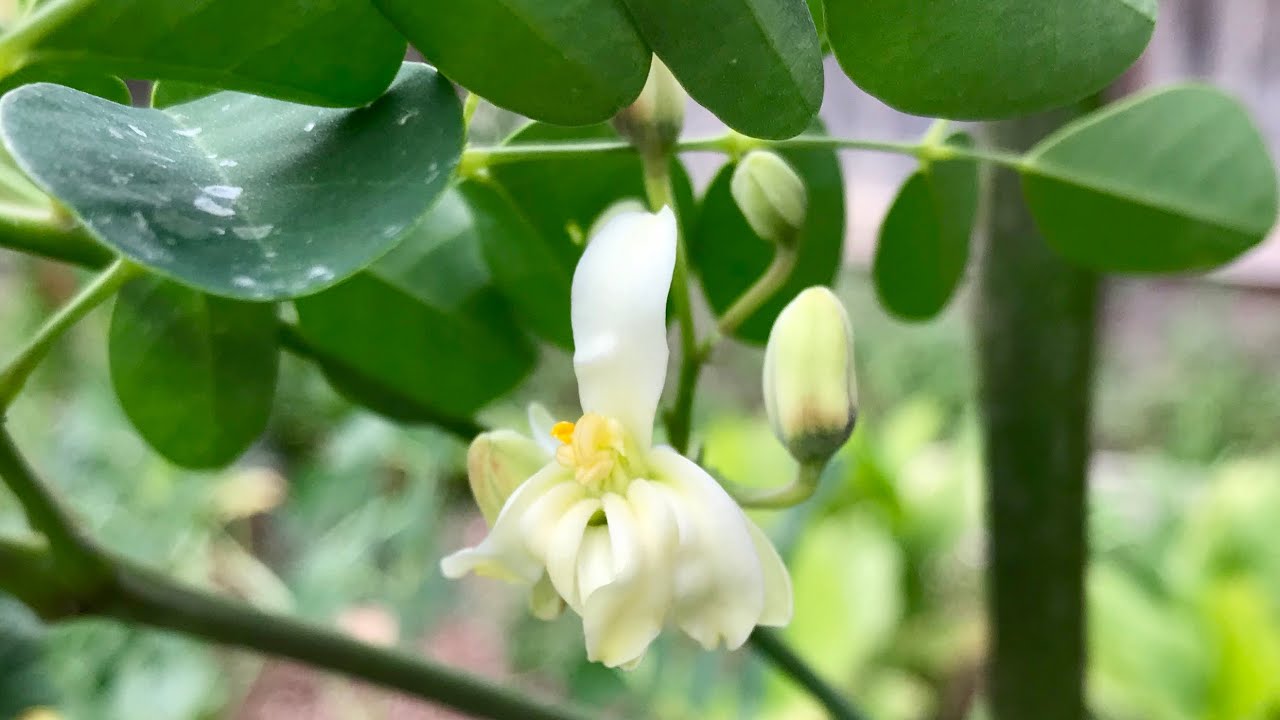 Moringa Oleifera Flower