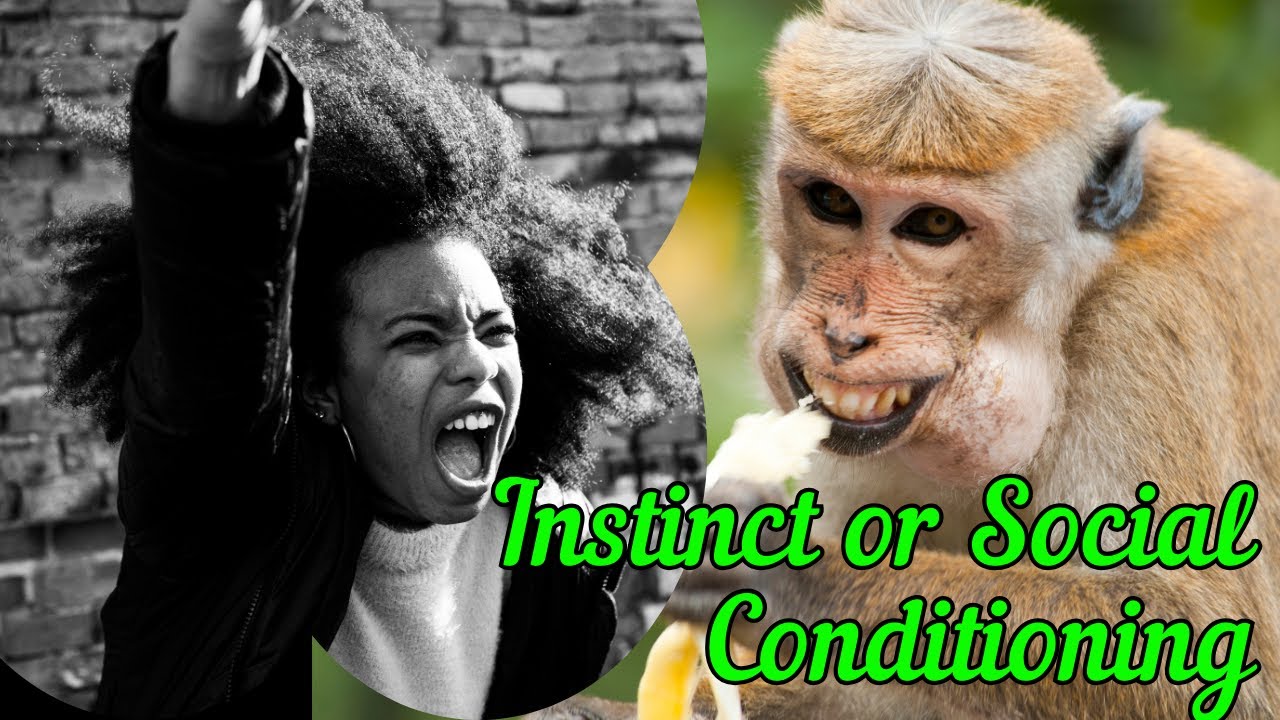 Hypergamy: Instinct or Social Conditioning - YouTube