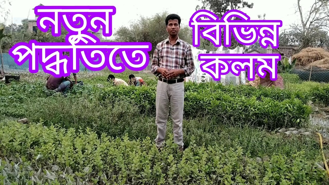 Best grafting technique|Amazing grafting technique|guava,comla,orange ...