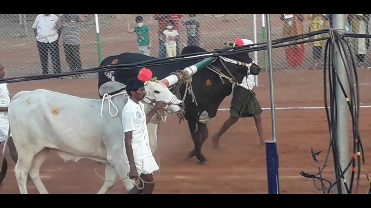Vijayawada Bulls Race Competitions, Ongole Bulls Race in Vijayawada ...