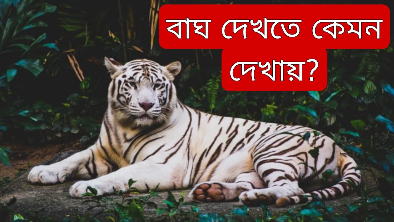 What does a tiger look like?। "Top 10 Amazing Facts About Tigers You ...