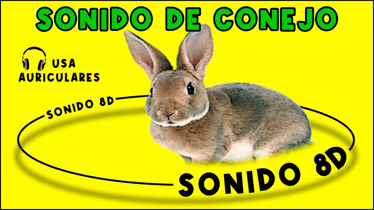 SONIDO DE CONEJO – SONIDO DE ANIMALES – efecto de sonido - YouTube