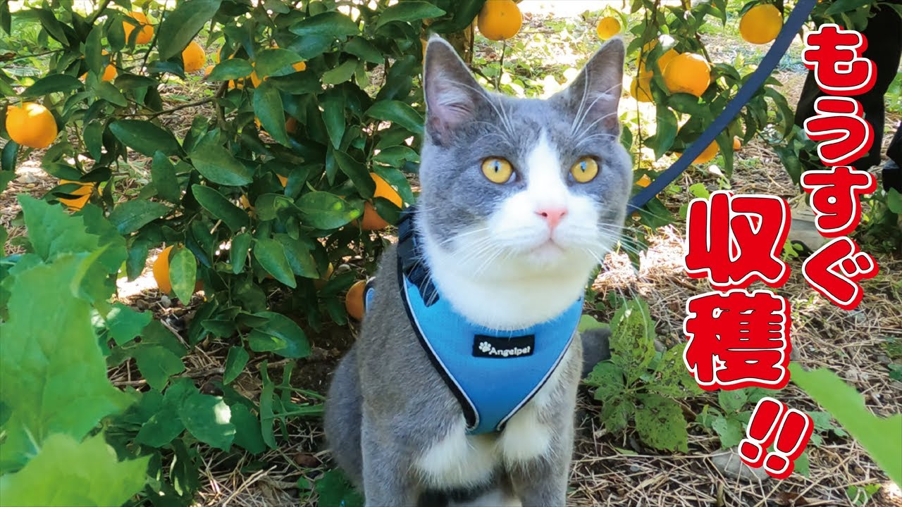 猫店長ともうすぐ収穫のポンカン畑にいきました I went to the ponkan field for harvesting soon ...