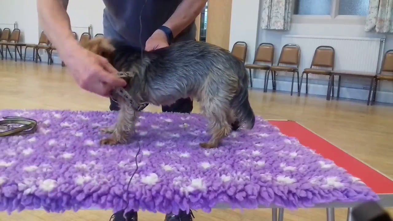 Gentle handling with your dog - YouTube