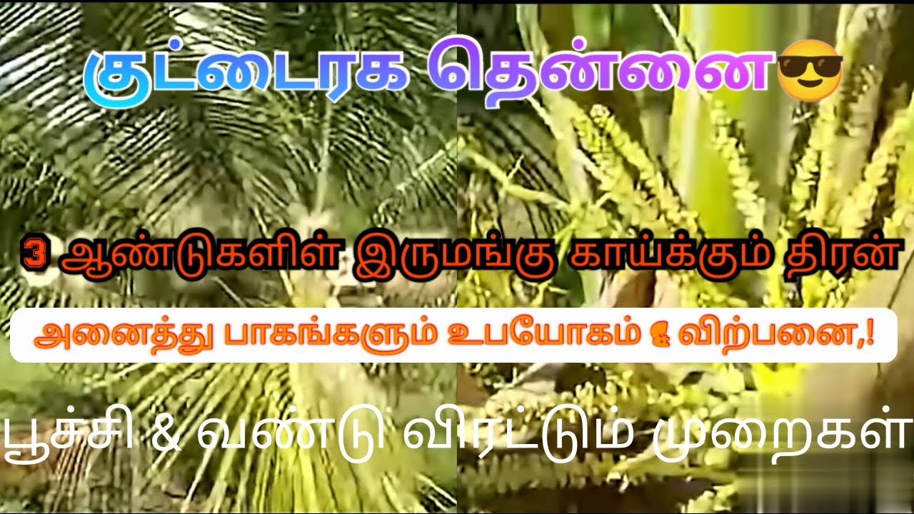 Coconut farming in Tamil |3 ஆண்டுகளில் காய்க்கும் குட்டைரக தென்னை ...