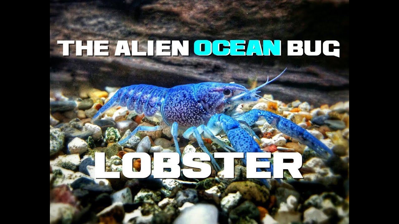 10 Lobster Facts - The Alien Ocean Bug - Animal a Day - YouTube