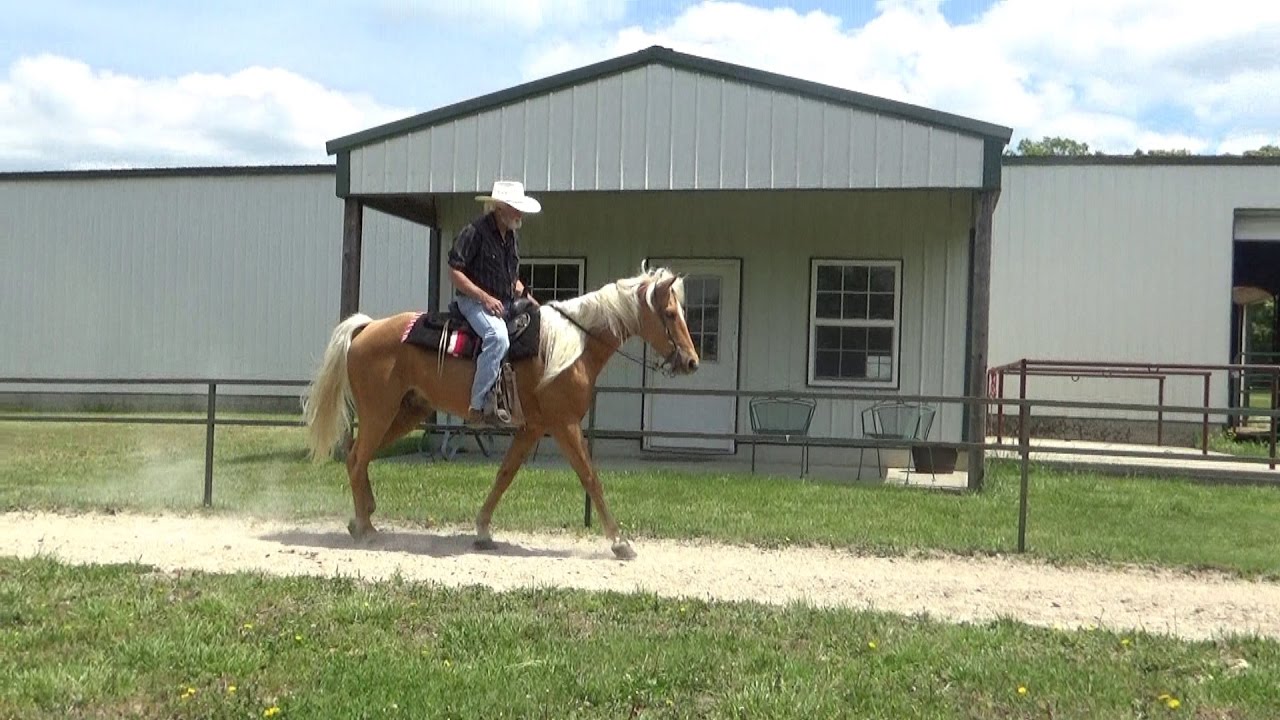 Missouri Fox Trotter For Sale YouTube missouri-fox-trotter-for-sale-youtube