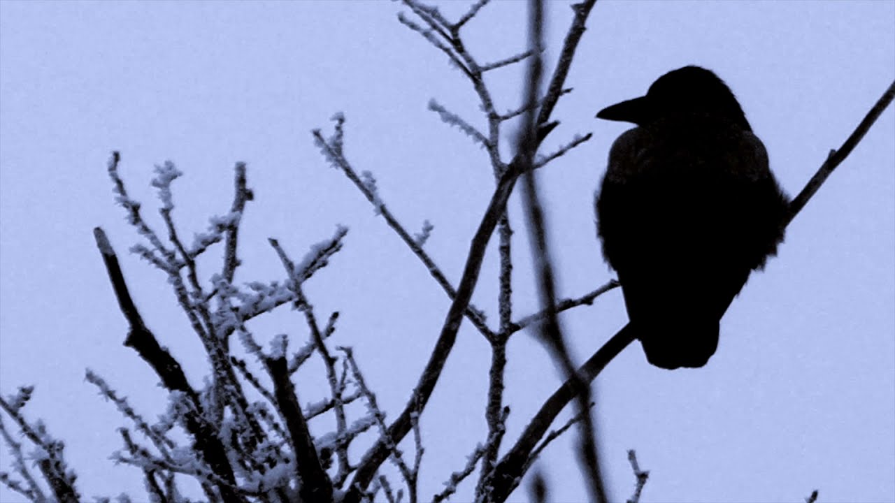 A Crow's Court ? - Wildlife Video Art - YouTube