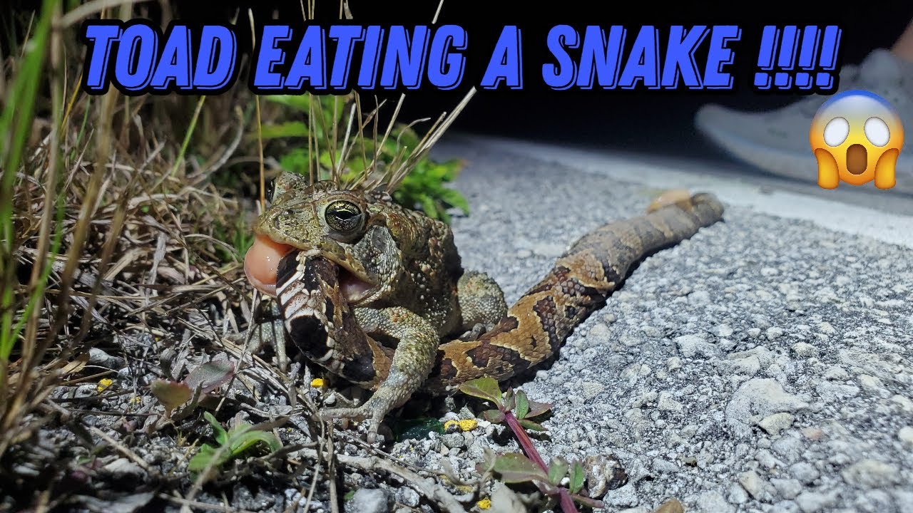 Southern Toad Trying To Eat A Florida Cottonmouth!!! - YouTube