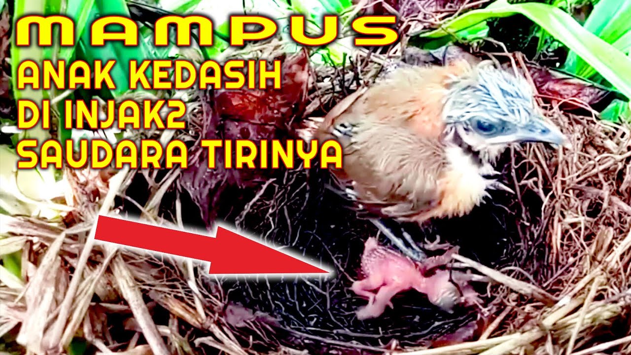 MAMPUS !! Anak Kedasih Di Injak2 Saudara Tirinya #kedasih # ...