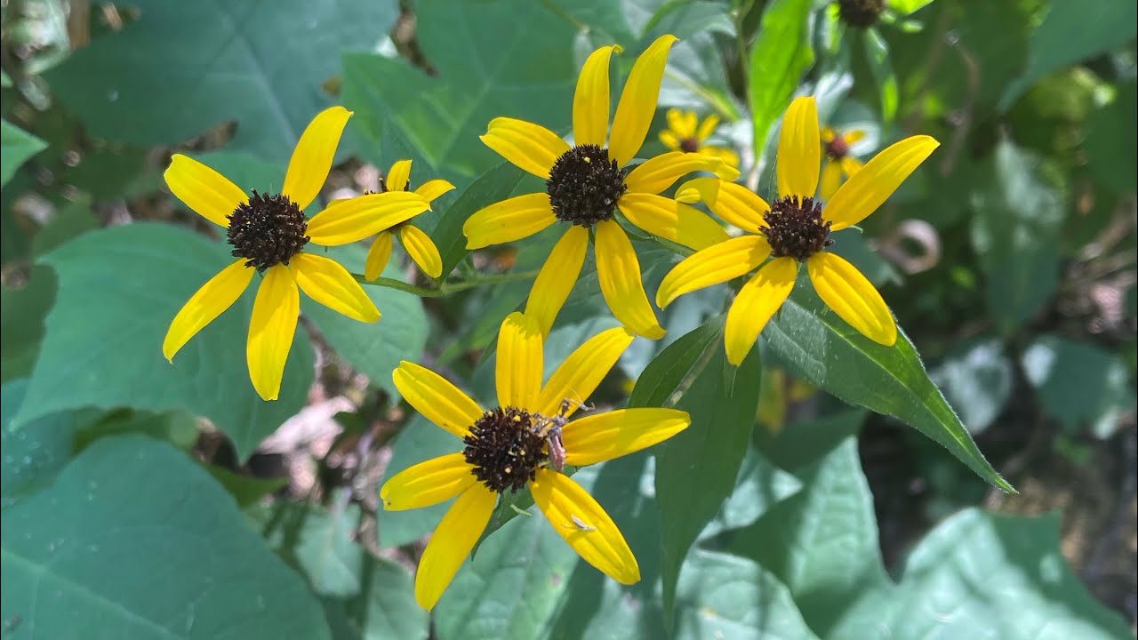 Sorta important ig? (No thumbnail) - YouTube