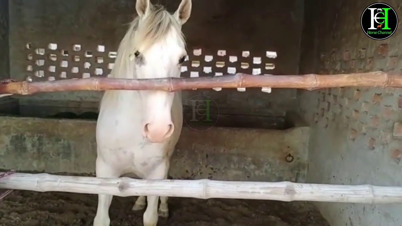 Desi Nukra ghora | White horse in pakistan | nukra wachera | white ...