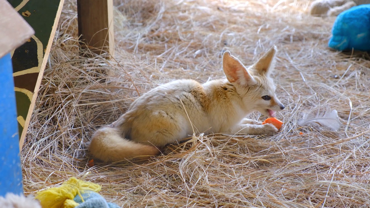 Satisfying video of a young Cub Fox Eating In A Bed Of Hays - YouTube