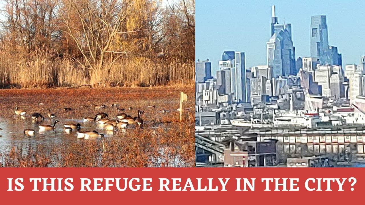 An Amazing URBAN wildlife refuge in PHILADELPHIA!! John Hienz Wildlife ...