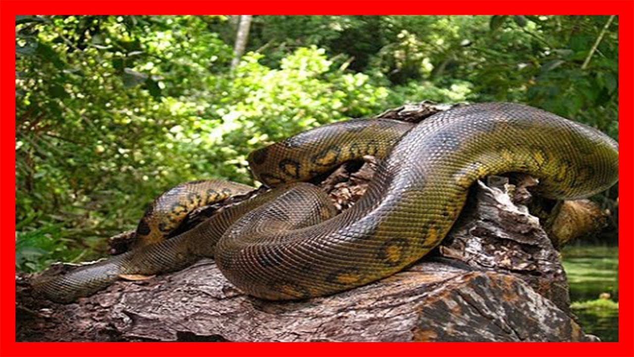 Las 8 anacondas más grandes del mundo MuyTop.top - Skyatlas