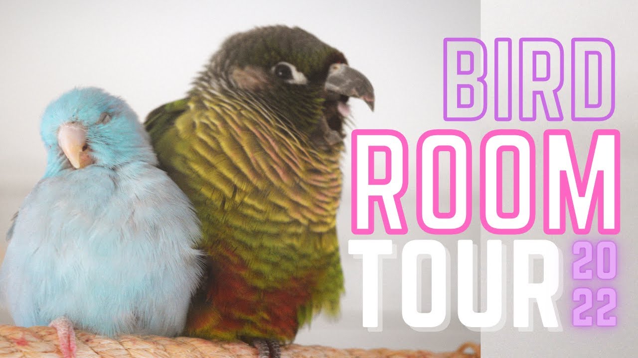 Bird Room Tour 2022! - YouTube