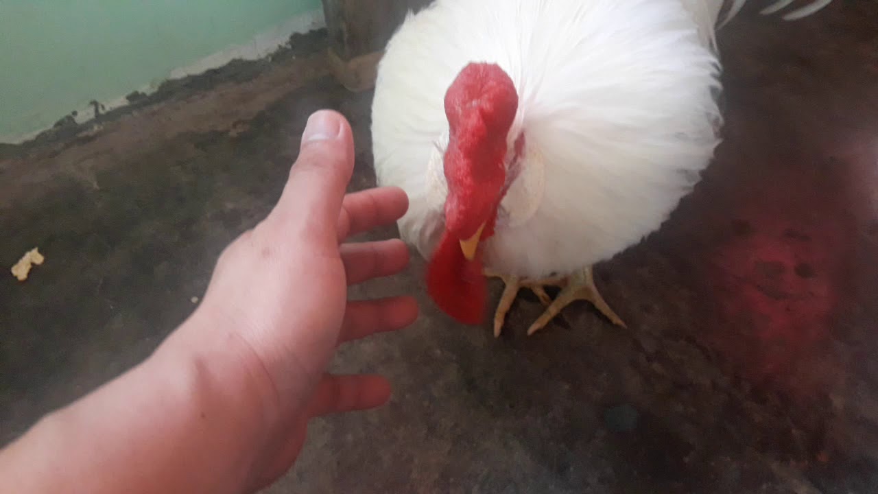 Ang manok na puti - YouTube