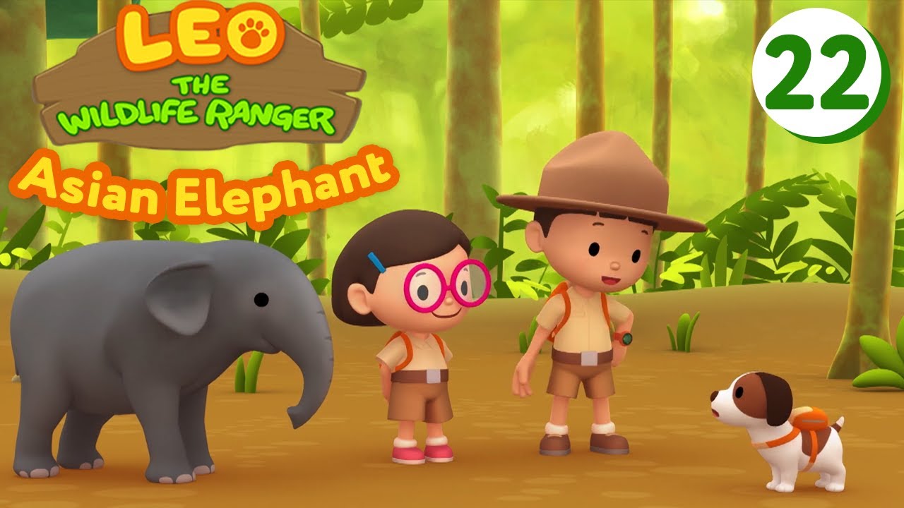 Asian Elephant - Leo The Wildlife Ranger (Episode 22) - YouTube