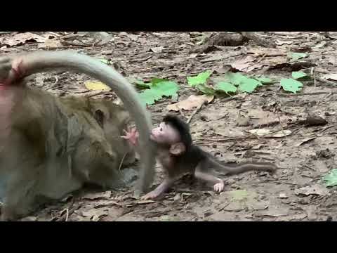 Newborn monkey learns to walk on its own - YouTube