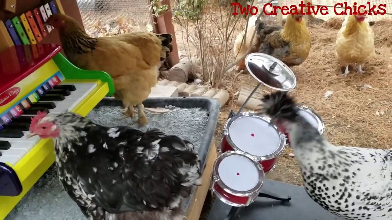 Flockstars remastered - chickens play piano - YouTube