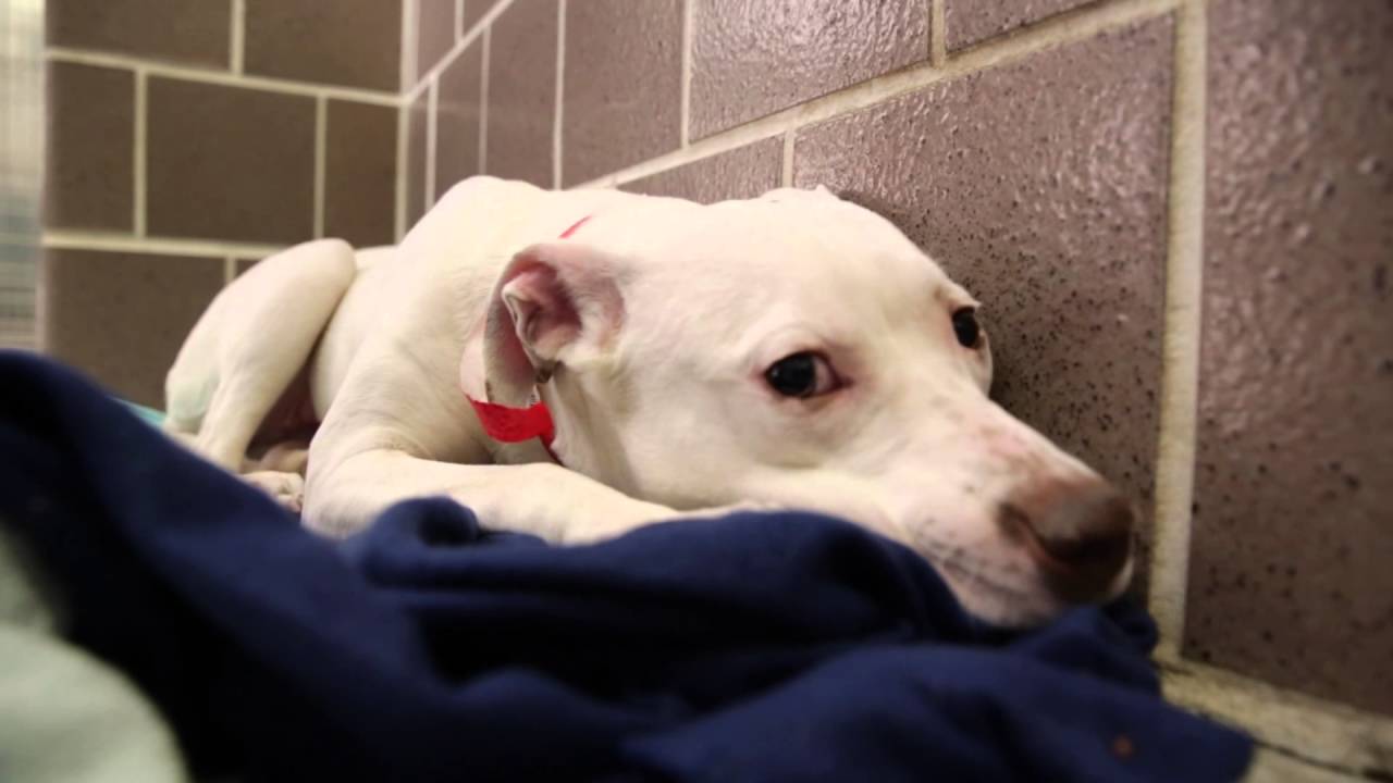 Friends of Chicago Animal Care and Control Video - YouTube