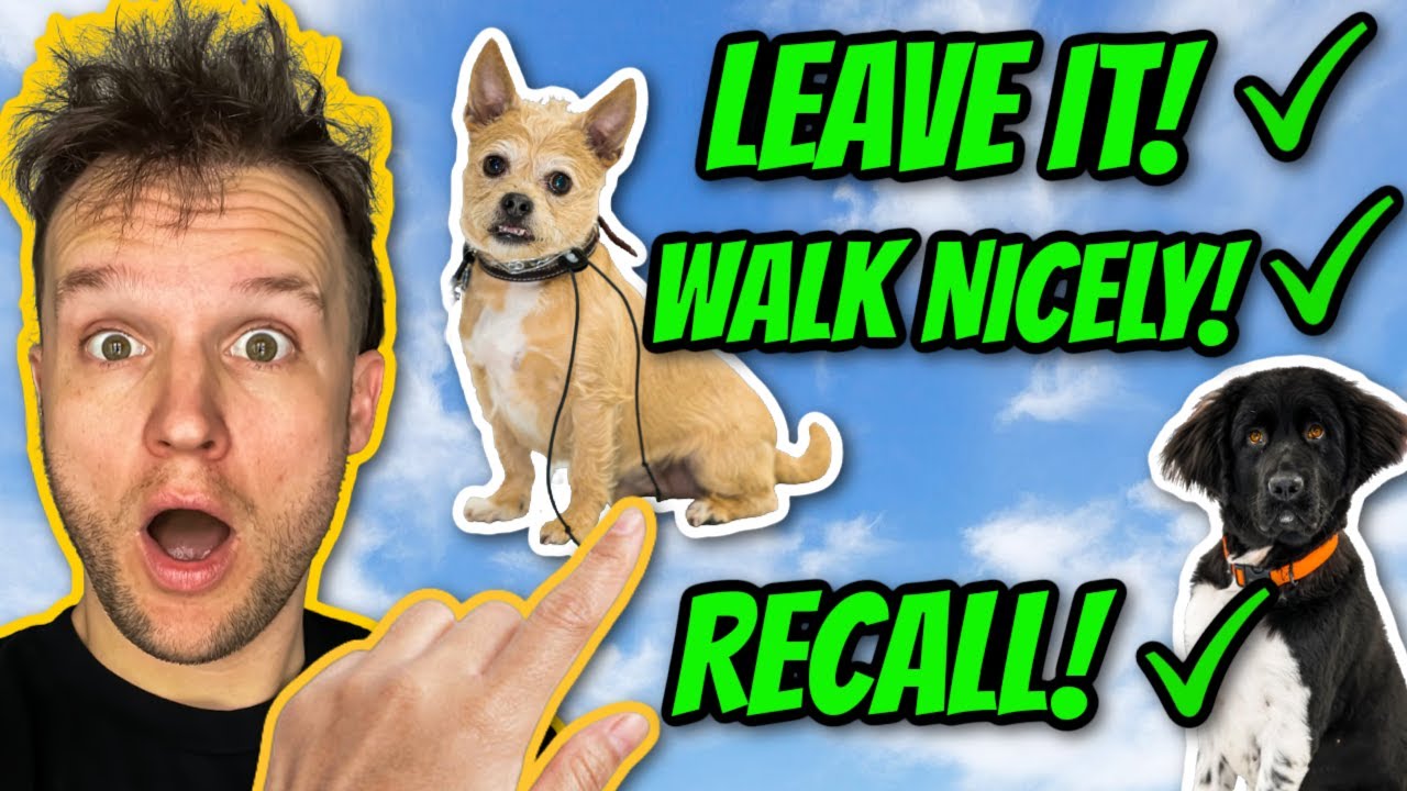 3 Dog Training TIPS you should do everyday at home - YouTube