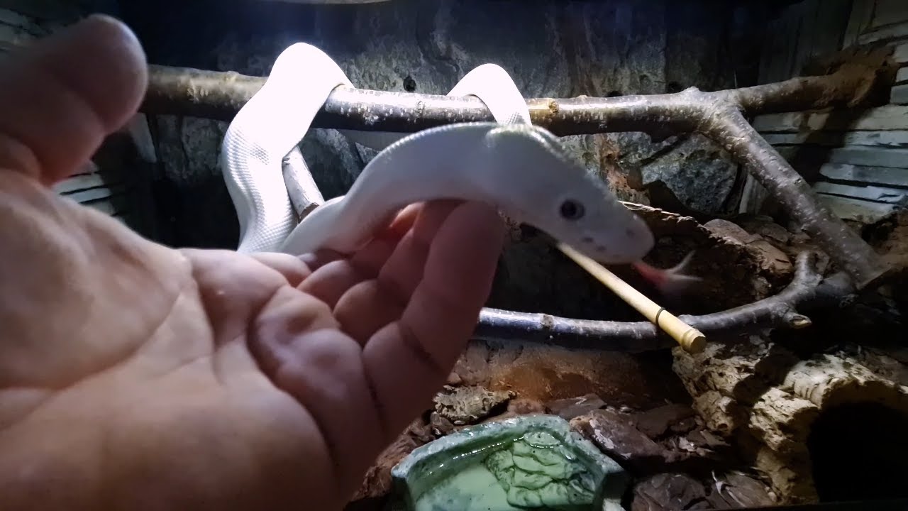 The Amazing Leucistic /The White Walker /Ball Python/Super Butter/Bioactive enclosure - YouTube